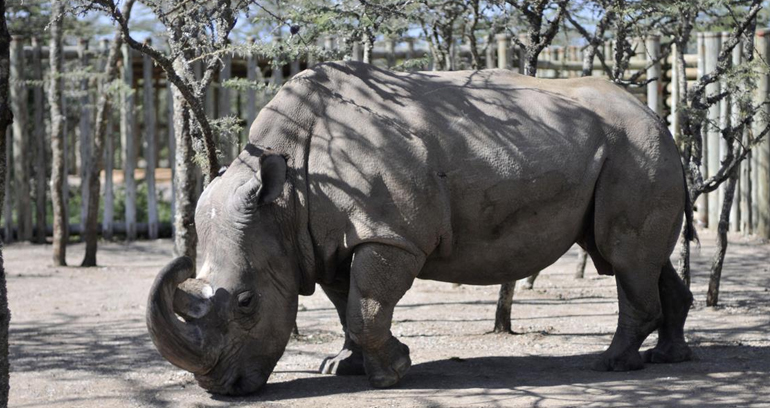 Endangered White Rhino Joins Dating App To Find A Mate