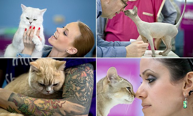 More than 250 pedigree cats shown off at annual feline beauty contest