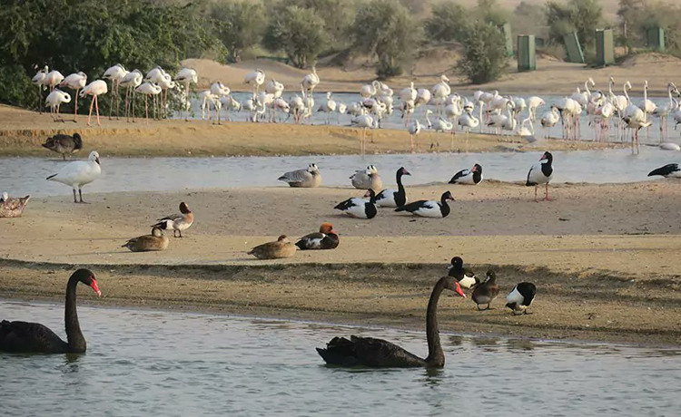 Digital Platform for Dubai's Natural Reserved