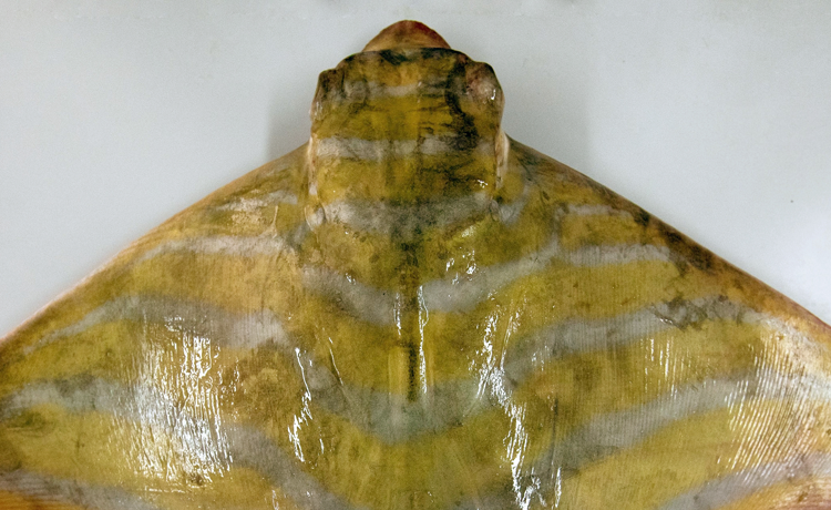 New Eagle Ray Species Discovered in Abu Dhabi Waters